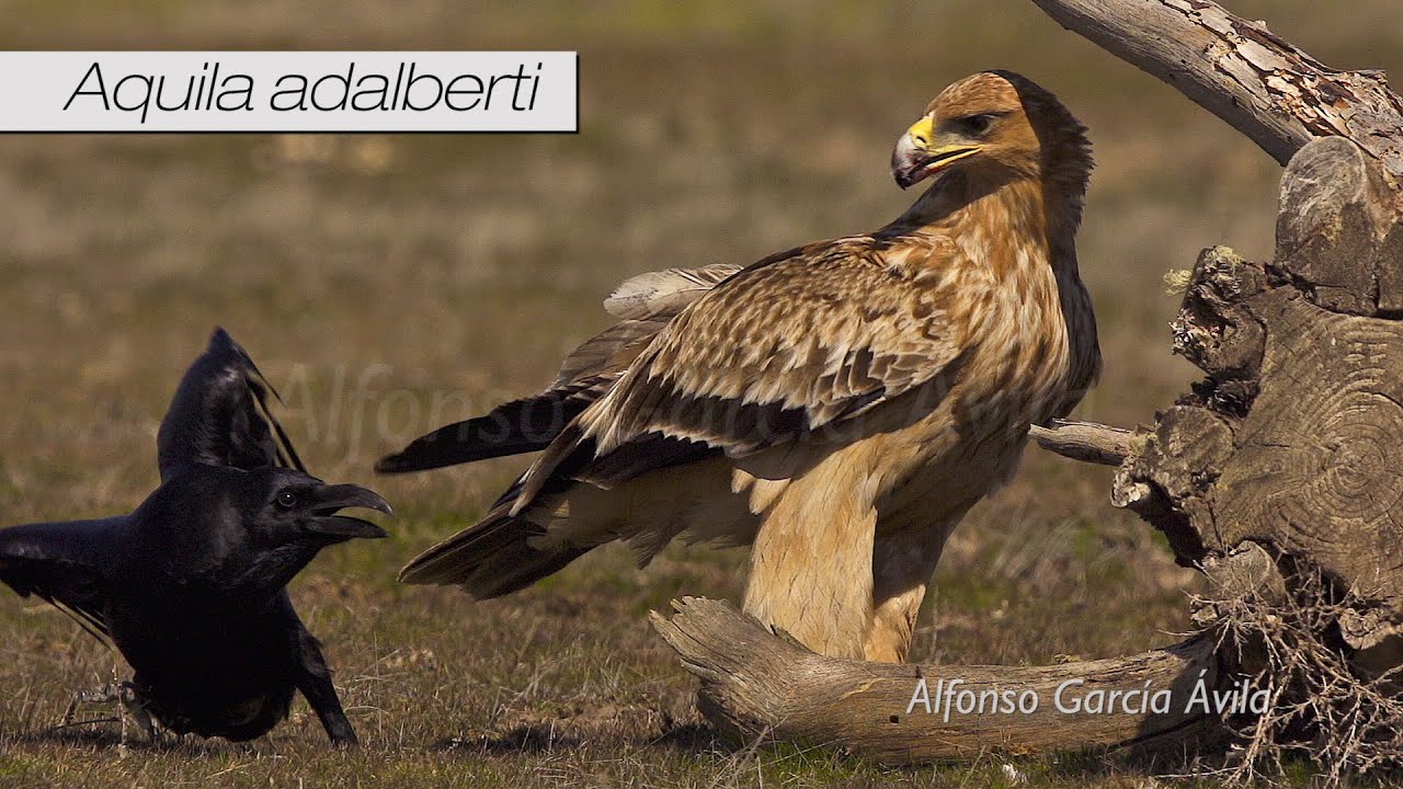 Águila imperial ibérica (Aquila adalberti) - YouTube