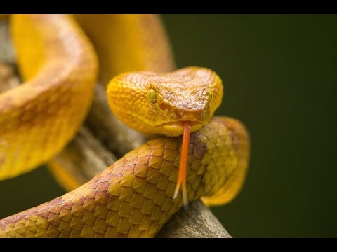 EP.247 APL #9 Zodiac Snake 5 Venoms Bounty - YouTube