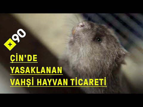Çin'de yasaklanan vahşi hayvan ticareti  | \