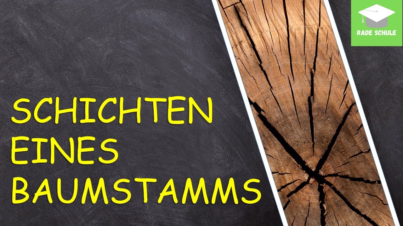 Lernvideo: Die Schichten eines Baumstamms - Sachunterricht/HSU - YouTube