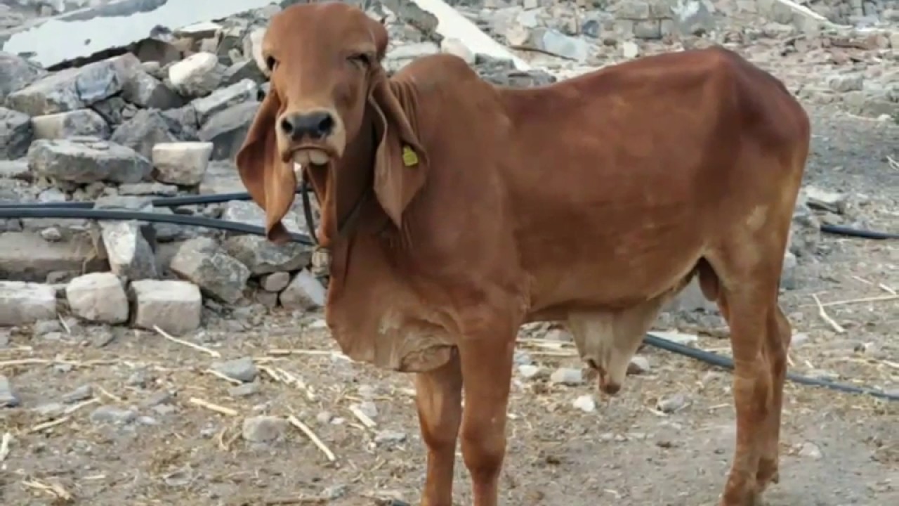 GIR GAUMATA IS _WORLD_BEST GAUMATA AT PRESENT TIME...!!!!! - YouTube