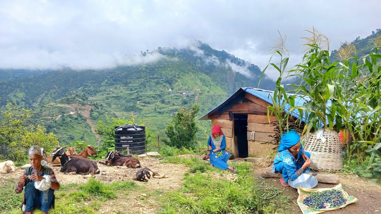 This is Himalayan village life in Nepal ||daily Activities people in ...