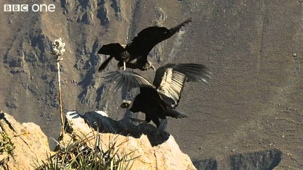Condor Teaches Youngster to Fly (Narrated by David Tennant ...