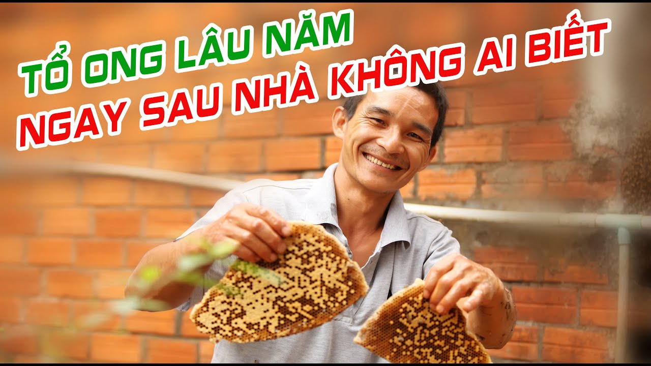 Thấy vài con ong bay ra bay vào nhưng không để ý. đập tường ra mới biết ...