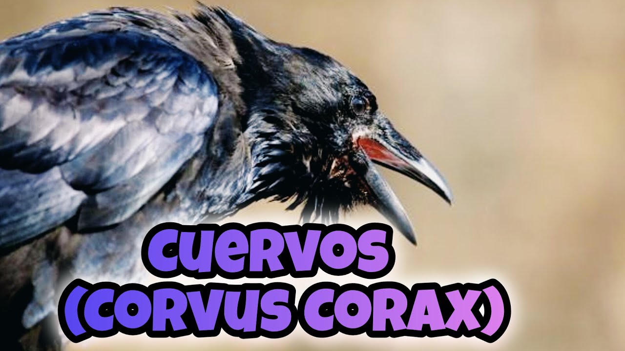 La Fascinante Inteligencia de los Cuervos: Genios del Mundo Animal ...