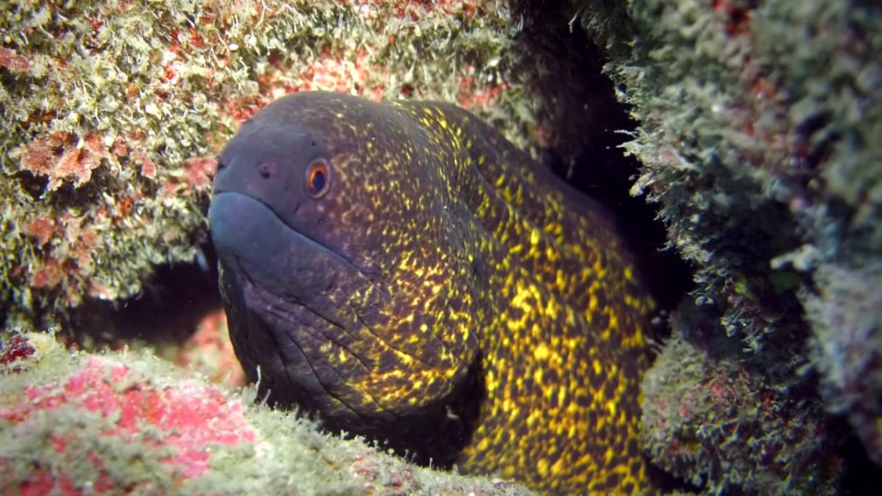 Yellow edged moray - Alchetron, The Free Social Encyclopedia