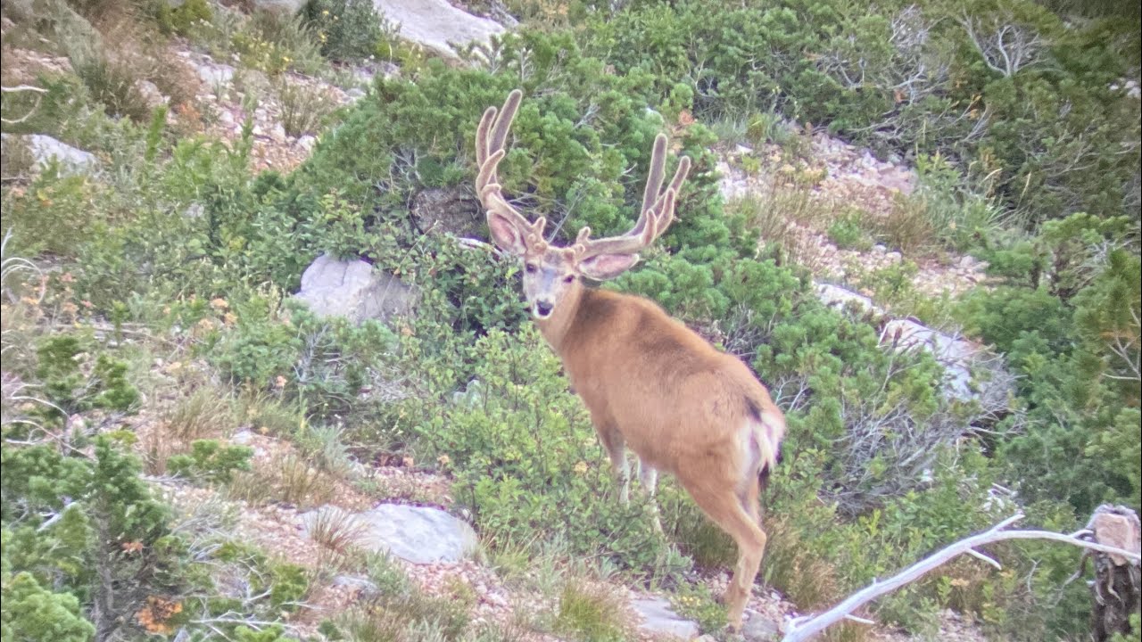 More High Country Bucks - @MonsterMuleys.com - YouTube