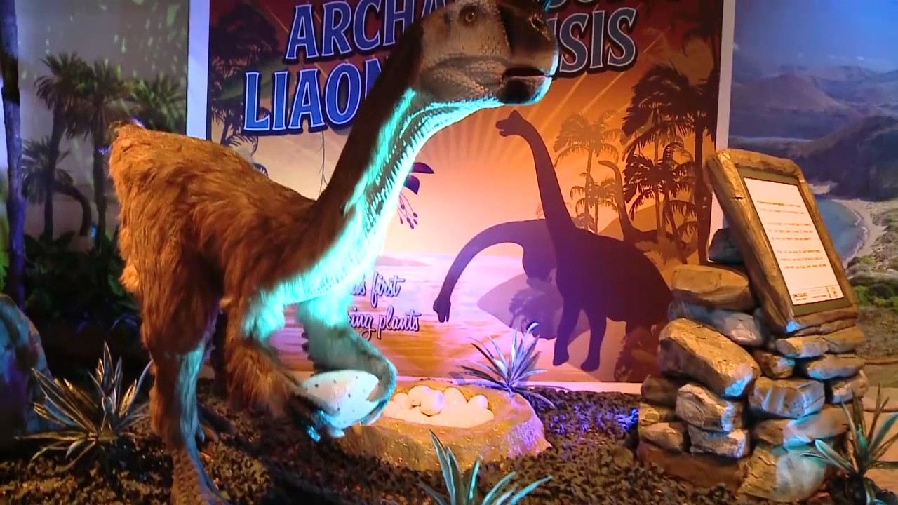 Dinosaurs Around the World at The Mind Museum - Teaser - YouTube