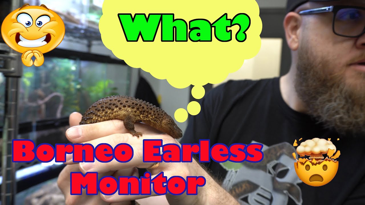 Epic Zilla Tour with Borneo Earless Monitors! - YouTube