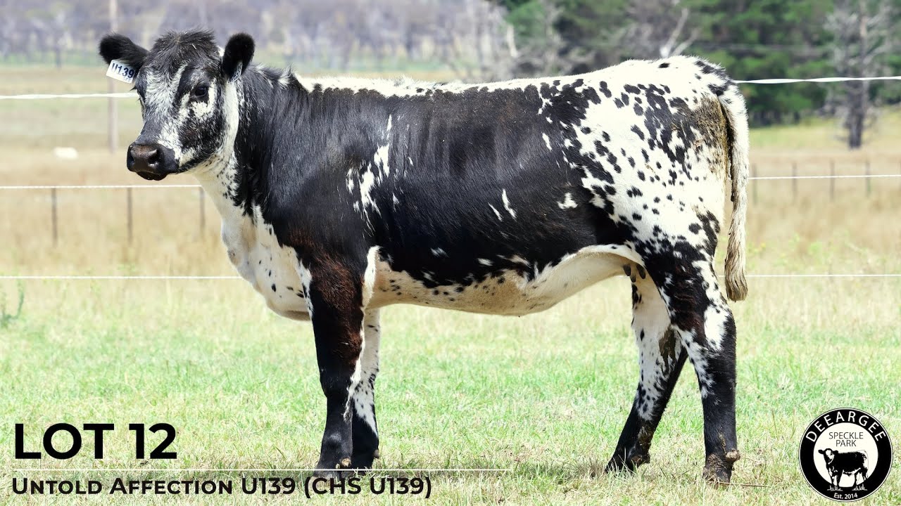 LOT 12 Untold Affection U139 CHS U139 - YouTube