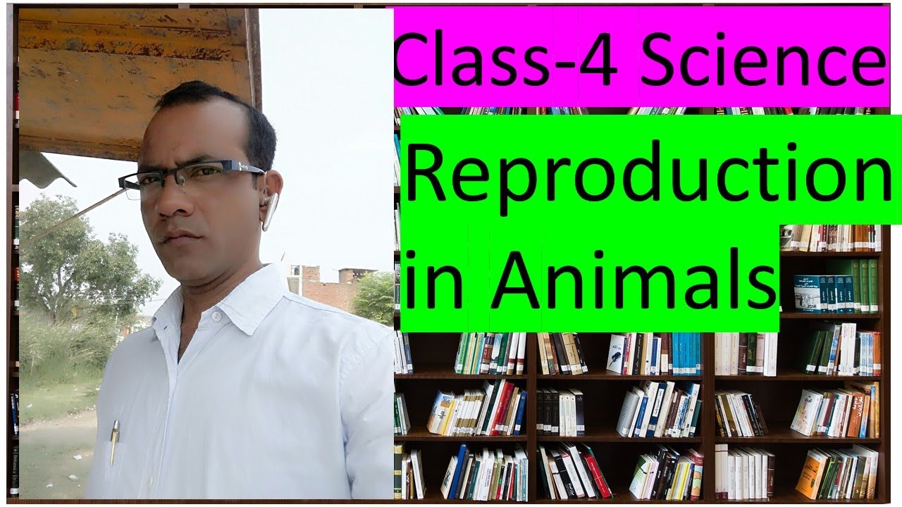 Class 4 Science Reproduction In Animals YouTube class-4-science-reproduction-in-animals-youtube