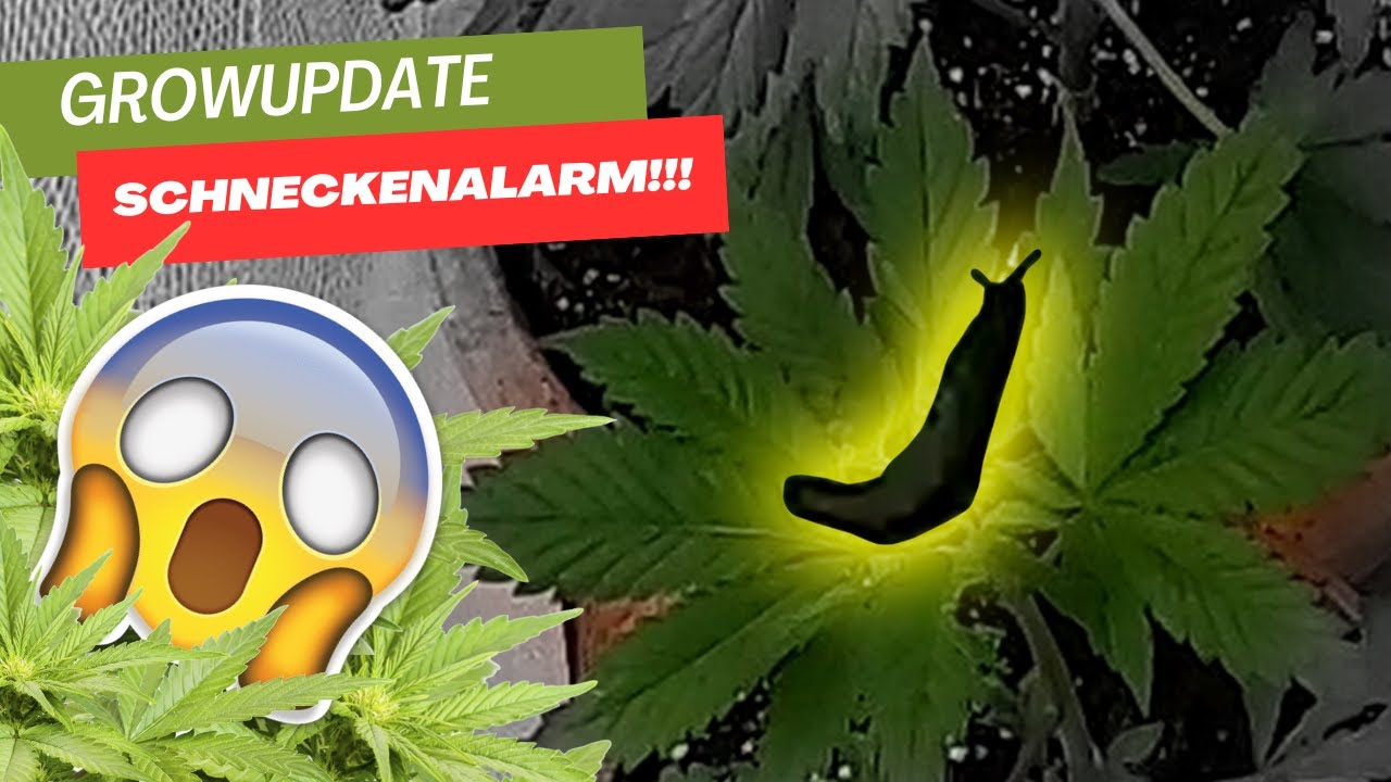Schnecke High??!? Grow Update Woche 5 - YouTube