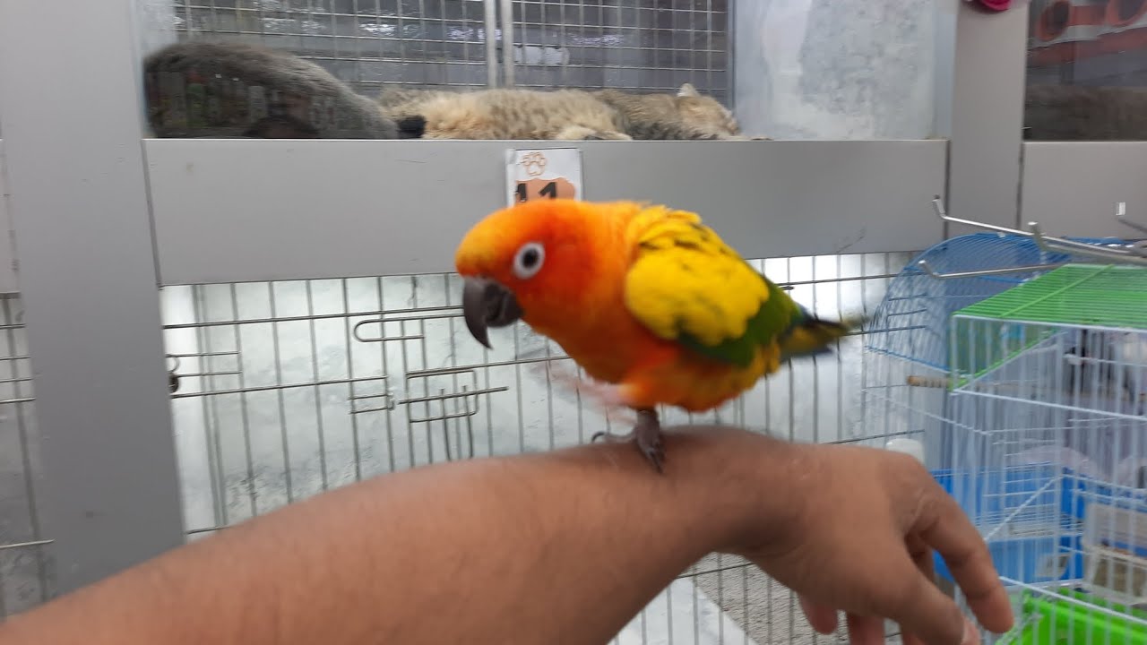 sun conures bird 🐦 🐦‍⬛ 😎 - YouTube