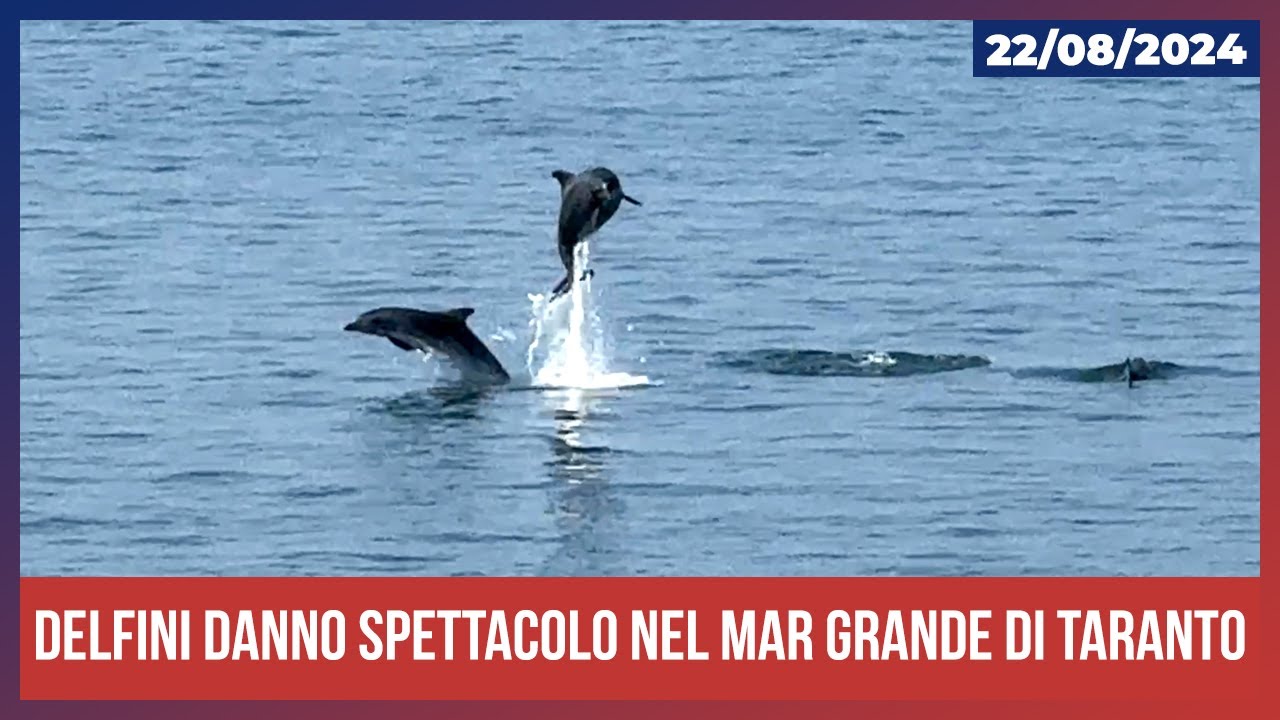 Gruppo di delfini dà spettacolo nel Mar Grande di Taranto - YouTube
