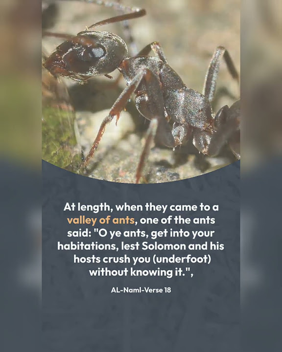 Secrets of the Quran: The Ant's Mysterious Miracle - YouTube