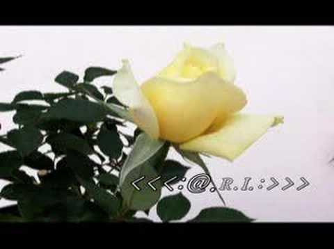 inallı'dan secmeler