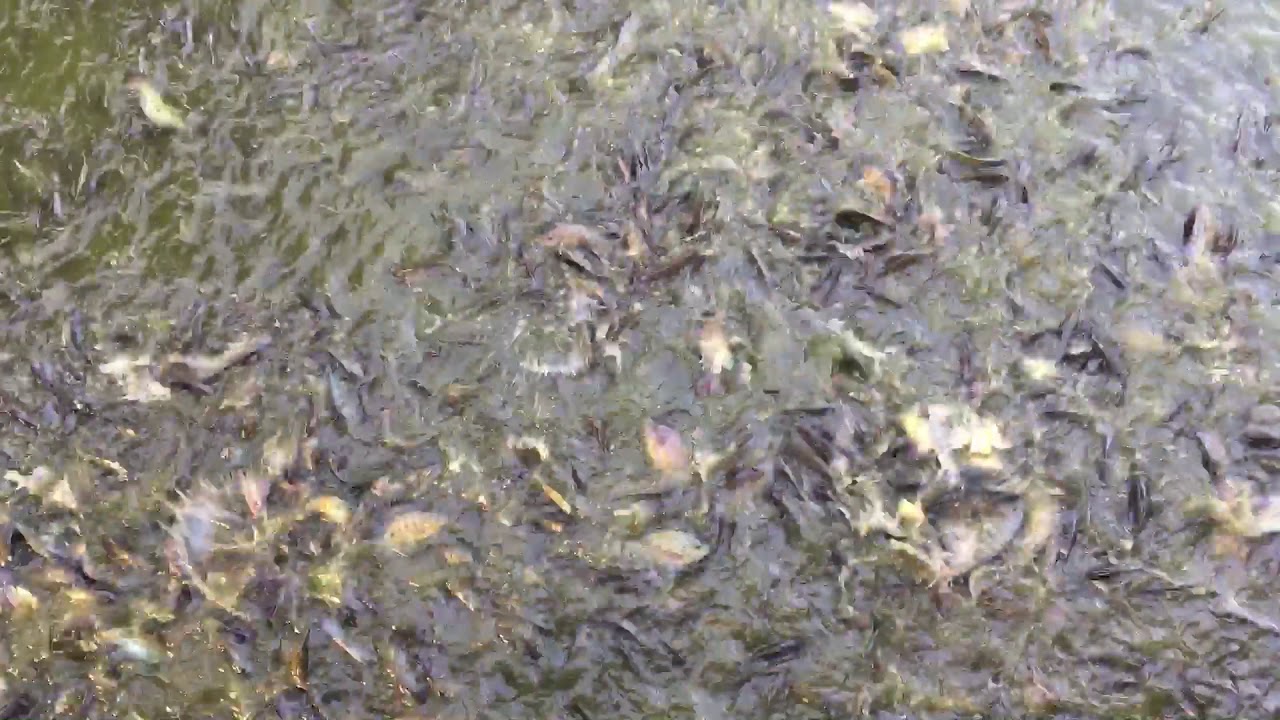 Feeding thousands of thilapiya fish - YouTube