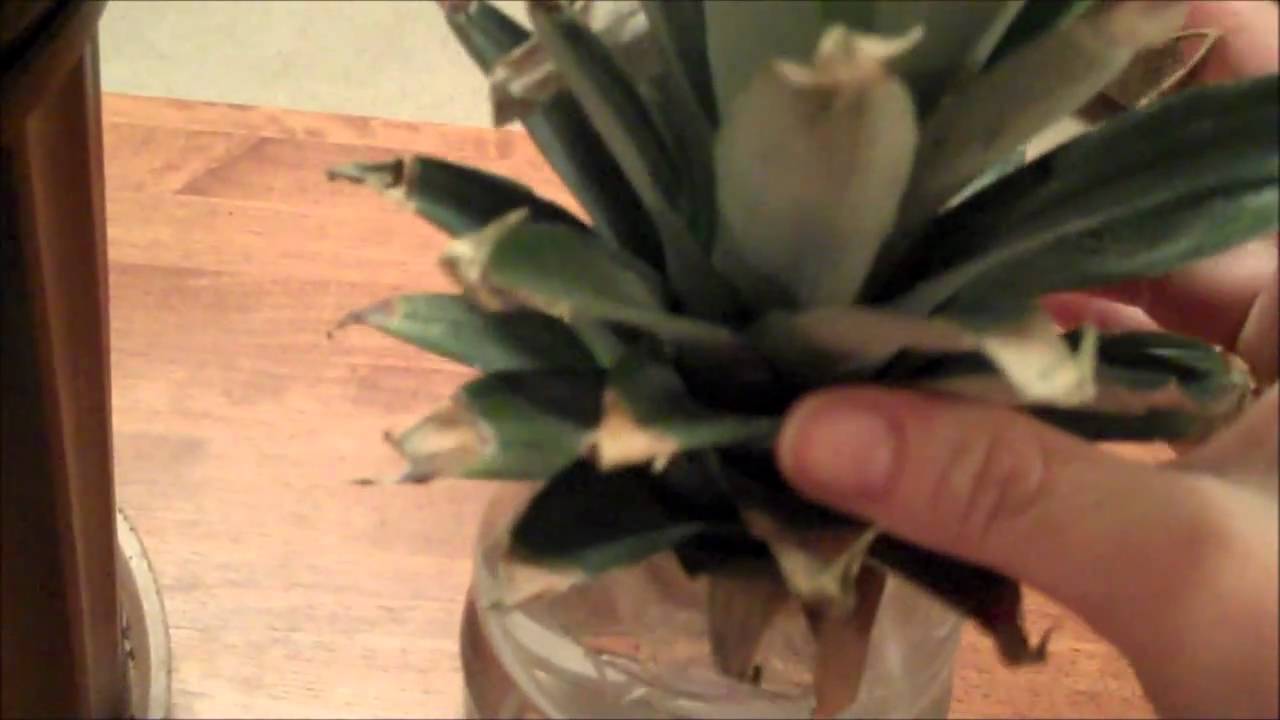 Still Trying To Regrow A Pineapple!!! - YouTube