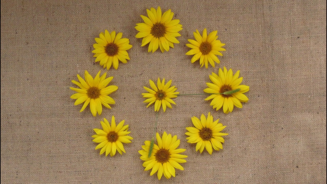 Clock made from sunflowers. Stop motion time lapse animation - YouTube