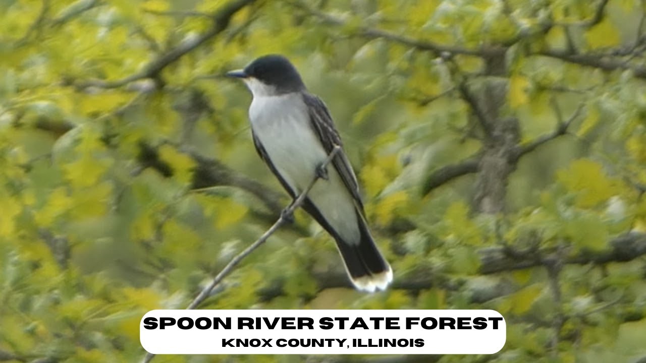 Spoon River State Forest - Knox County Birding - YouTube
