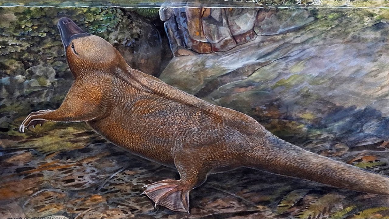 The surprising evolution of the weirdest animals on Earth! - YouTube