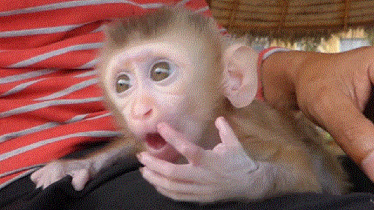 Cute little boy with a cute face does not know when to grow up.Monkey ...