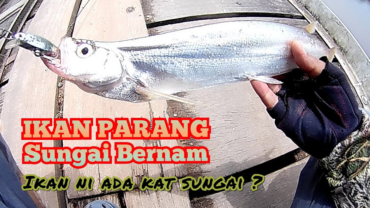 Memancing Ikan Parang Sungai || Parang Sungai Bernam|| ikan air tawar ...