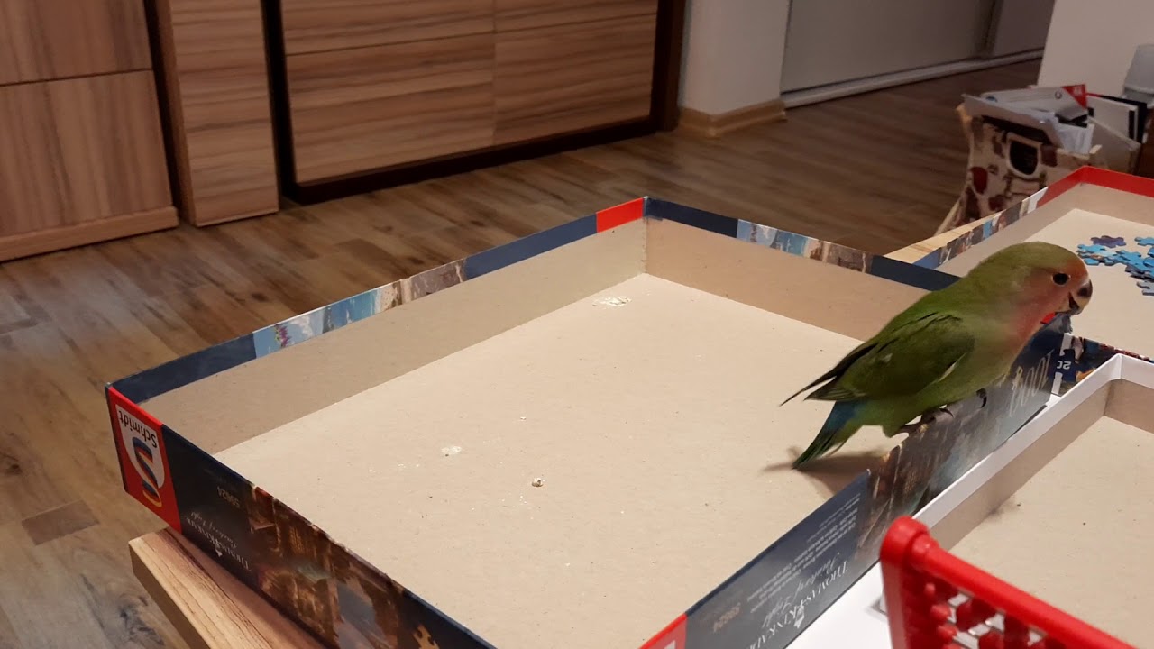 Papagal ce mi-a distrus o piesa de la puzzle / Naughty parrot who ...