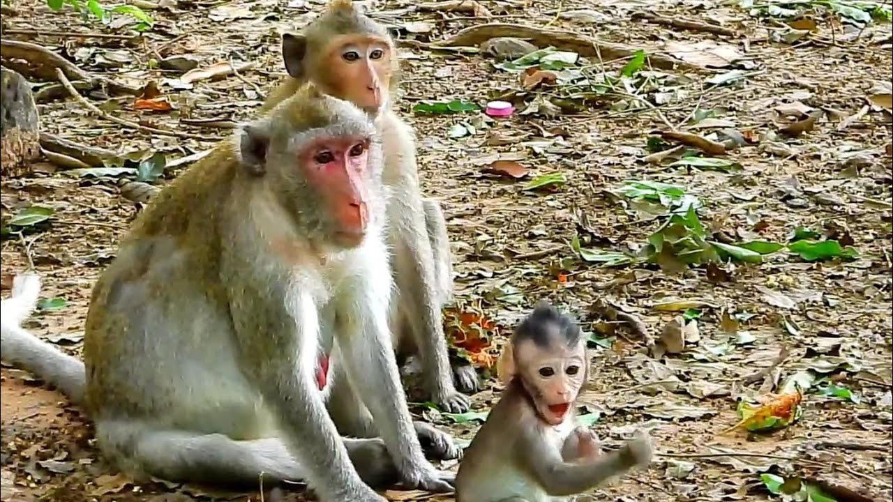 Surprise, adorable baby monkey Jojo with old Mommy Monkey Jane. - YouTube