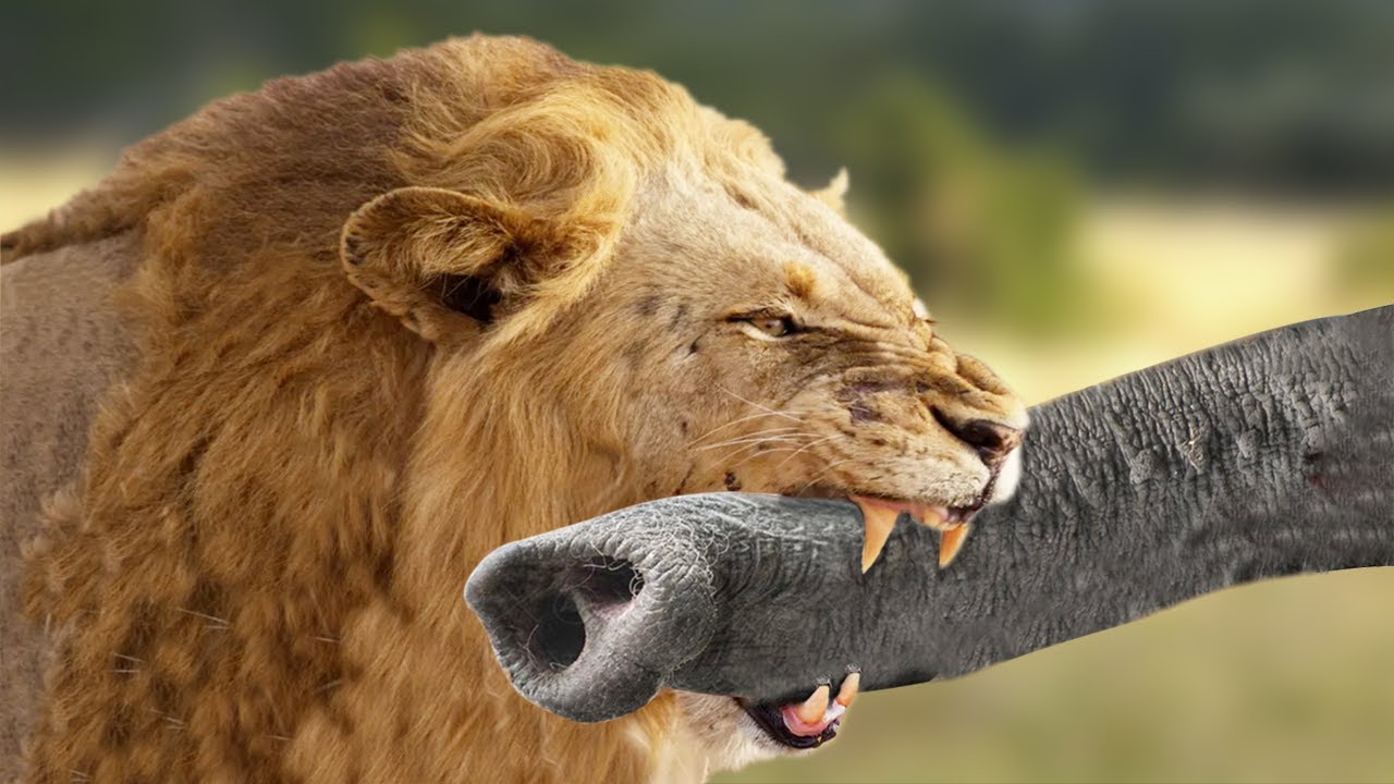 A Pride Of Lions Attack Elephant ,The Fight Beetween Two Big Animal ...
