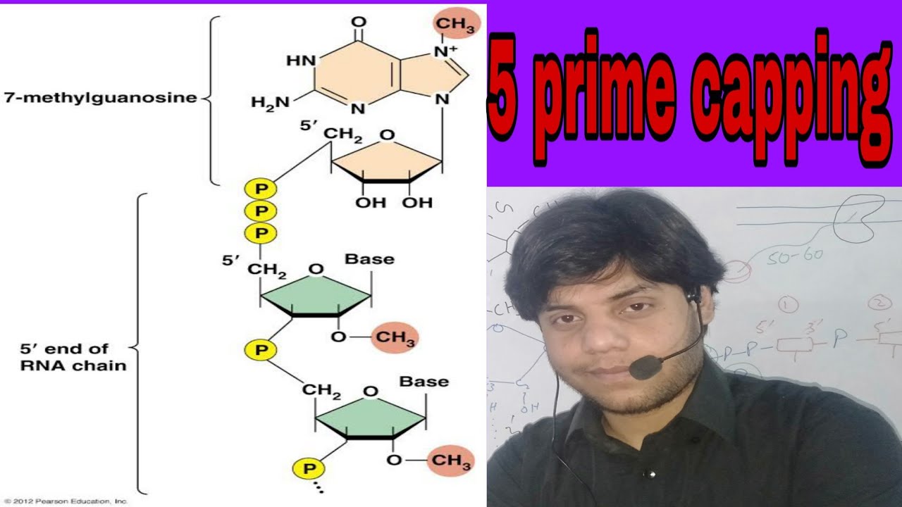 5 prime capping (Post transcriptional modification of mRNA) lecture 2 ...