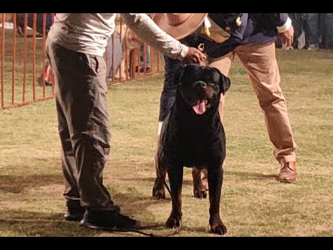 Rottweilers inside the dog show 2022 - YouTube