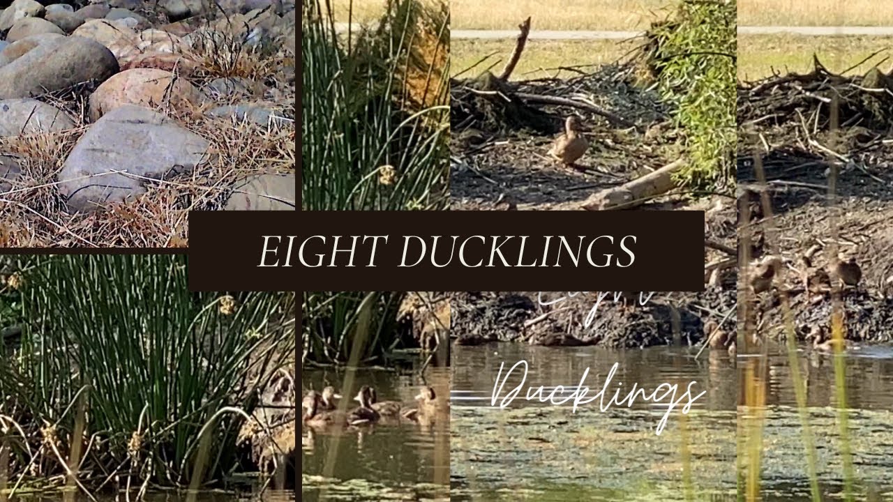 Nature's Eight Ducklings, and a Mother Duck - YouTube