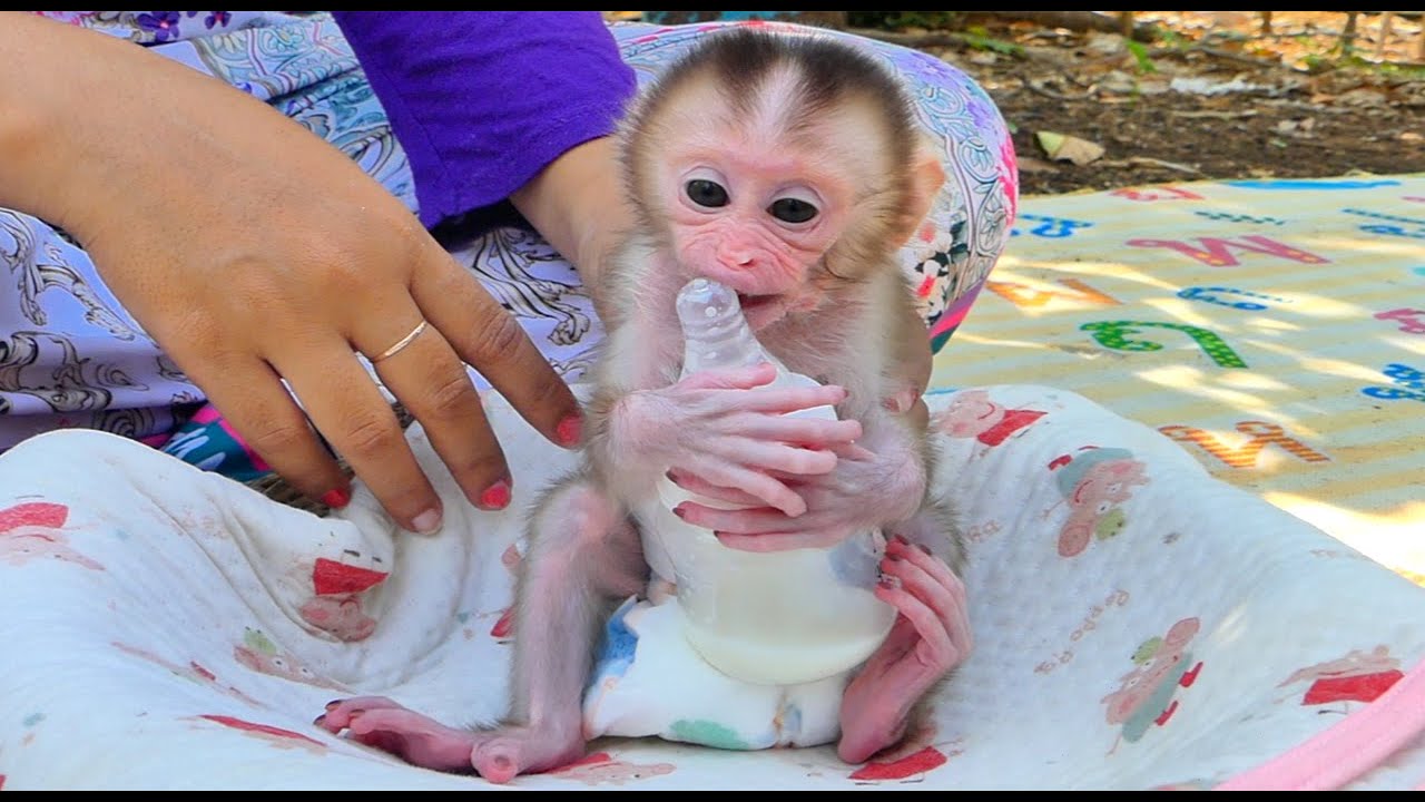Adorable Bou Bou holding the milk bottle without mom #shorts - YouTube