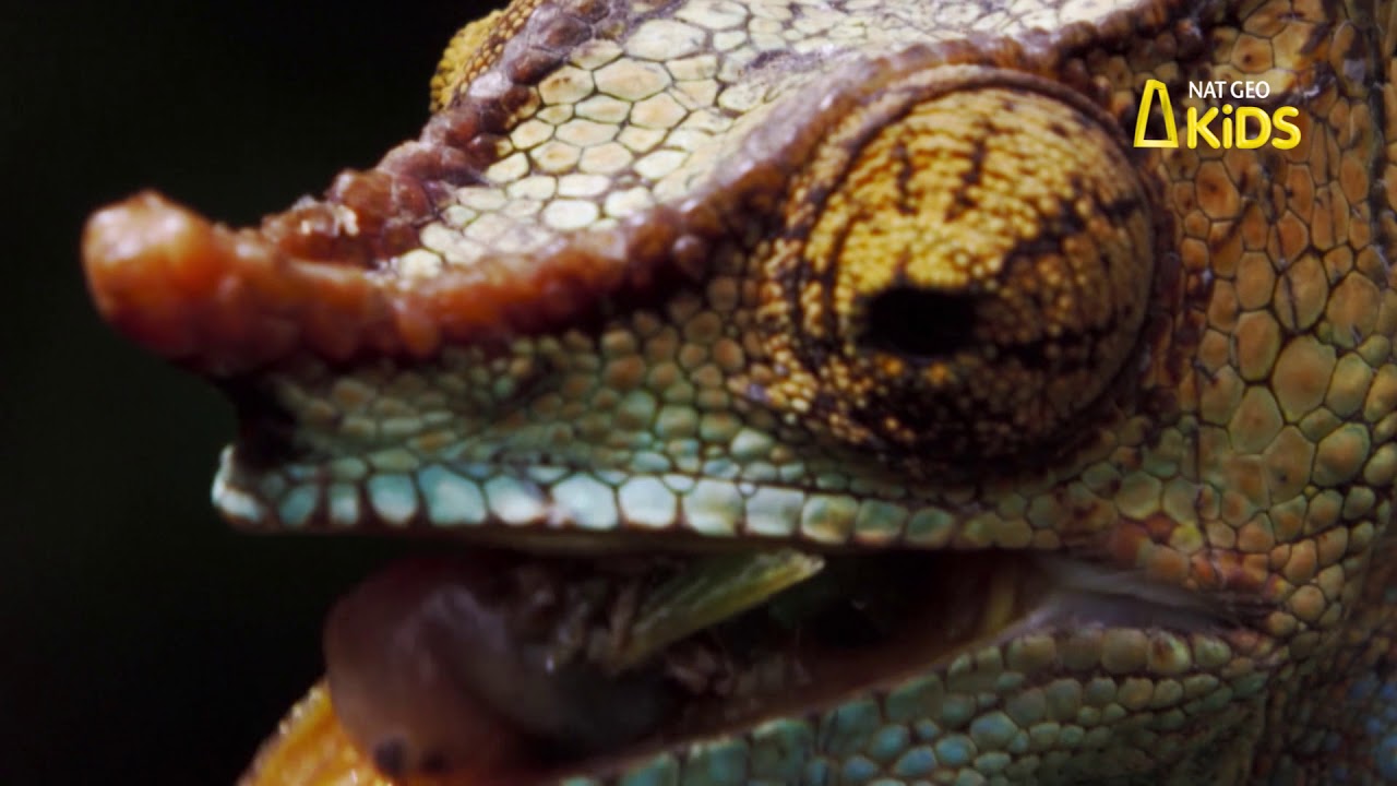 Animal Mania: Episódio 1 - Episódio Completo - YouTube