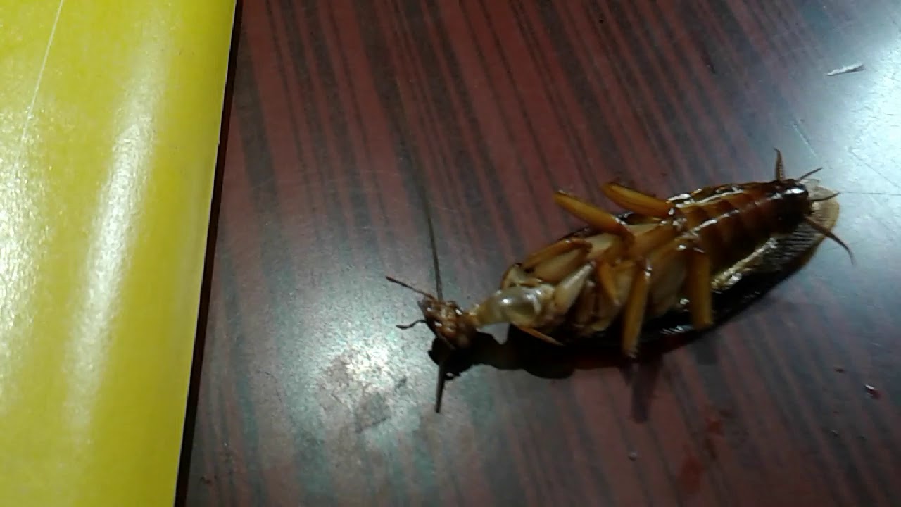 Cockroach heart anatomy - YouTube