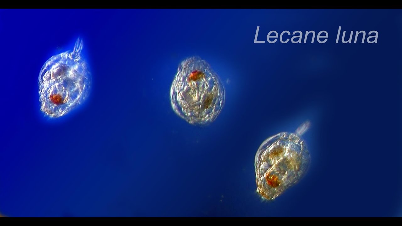 LECANE LUNA - YouTube