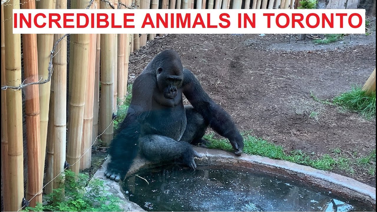 Incredible Animals in Toronto | Animals Of Canada - YouTube