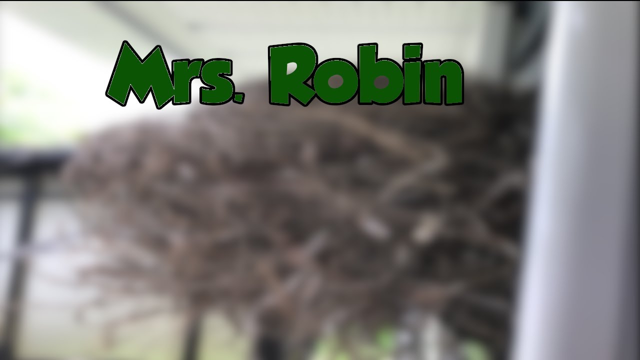 Mrs.Robin - Amazing how Robins protect and take care their chicks - YouTube