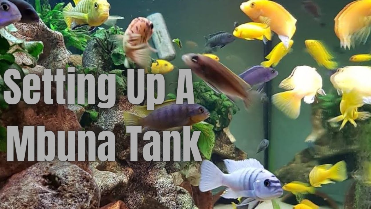 How To Set Up A Mbuna Tank - YouTube
