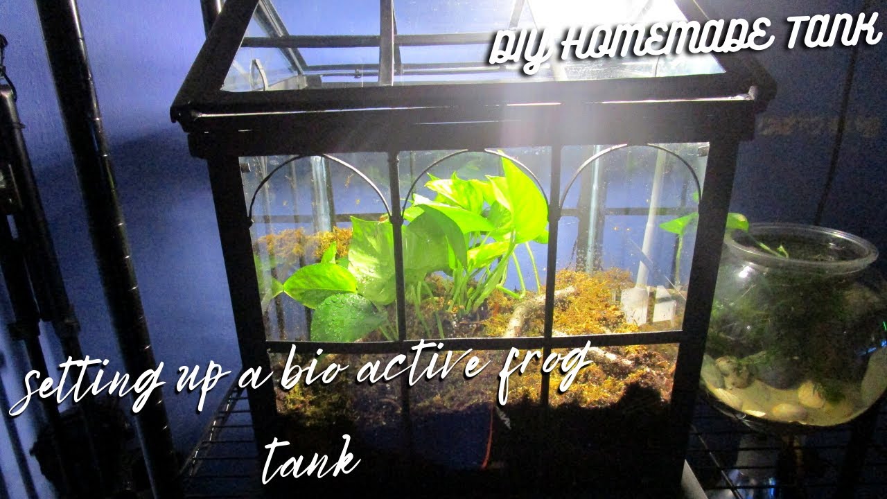 SETTING UP A NEW BIOACTIVE FROG TANK/DIY CHUBBY FROG TANK - YouTube