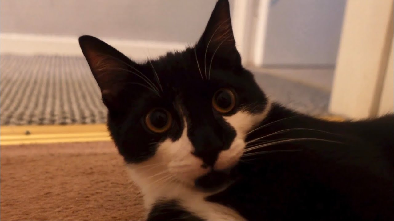 I Will Mrrrp For You - YouTube