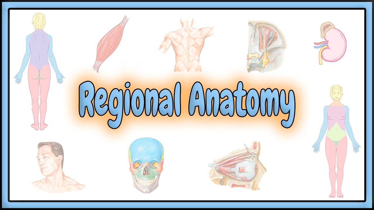 2. Regional Anatomy || 2D Animation - YouTube