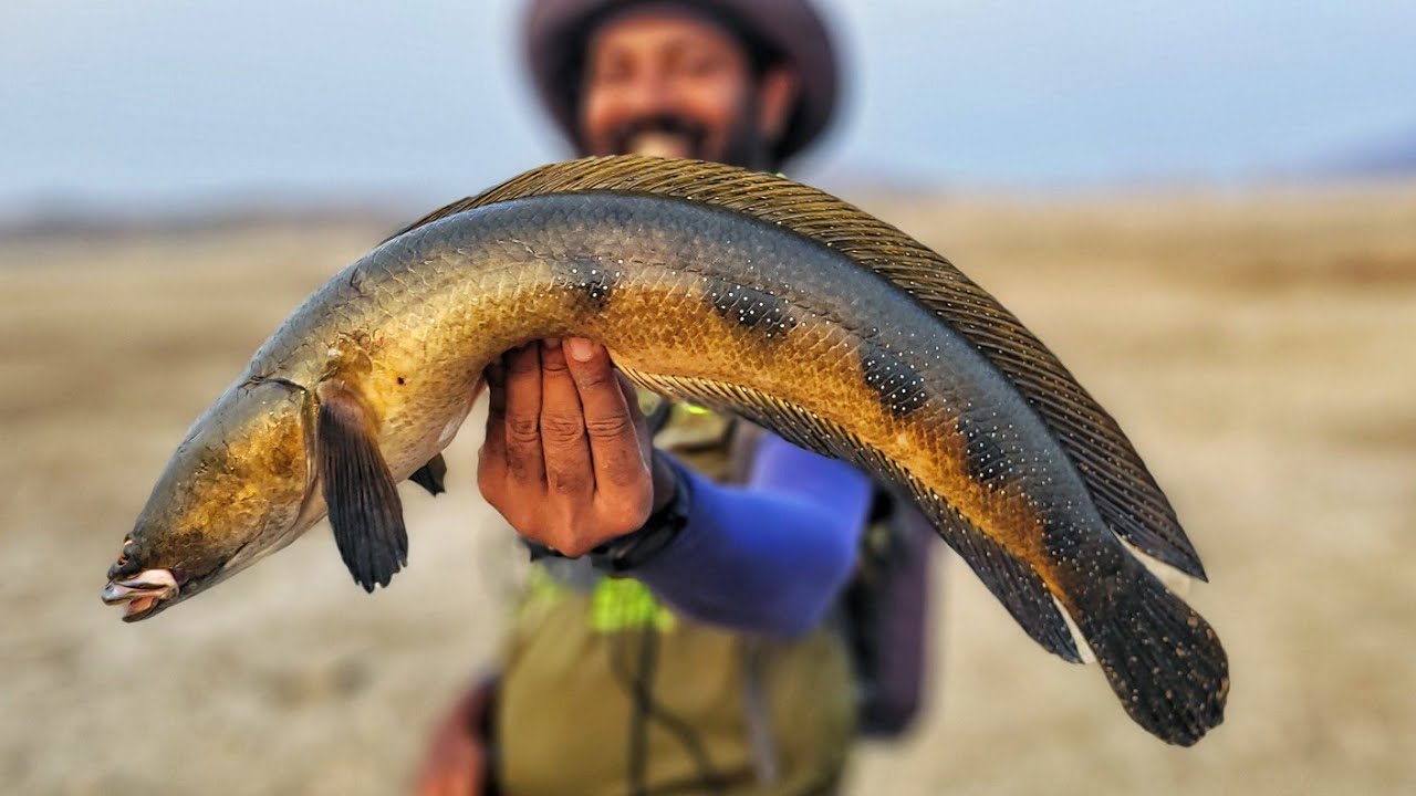 BULLSEYE SNAKEHEAD FROM THE BACKWATERS OF KARNATAKA - YouTube