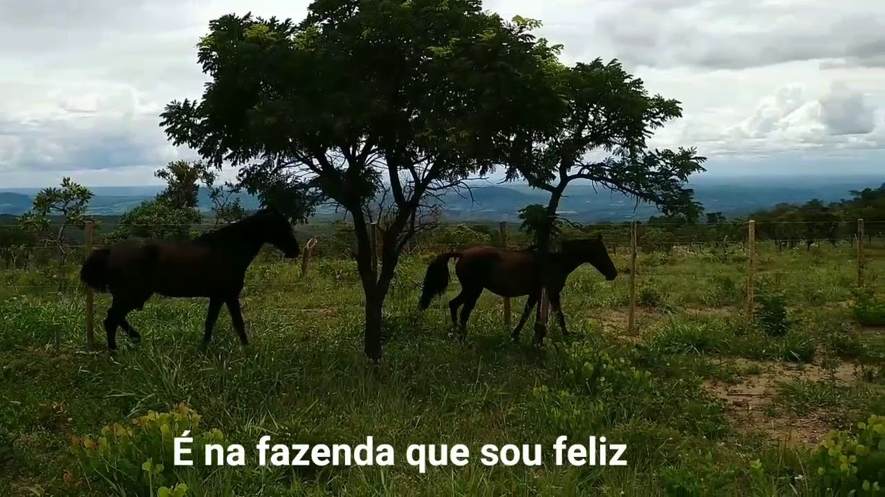 Cavalo cruzando cobrindo égua - YouTube