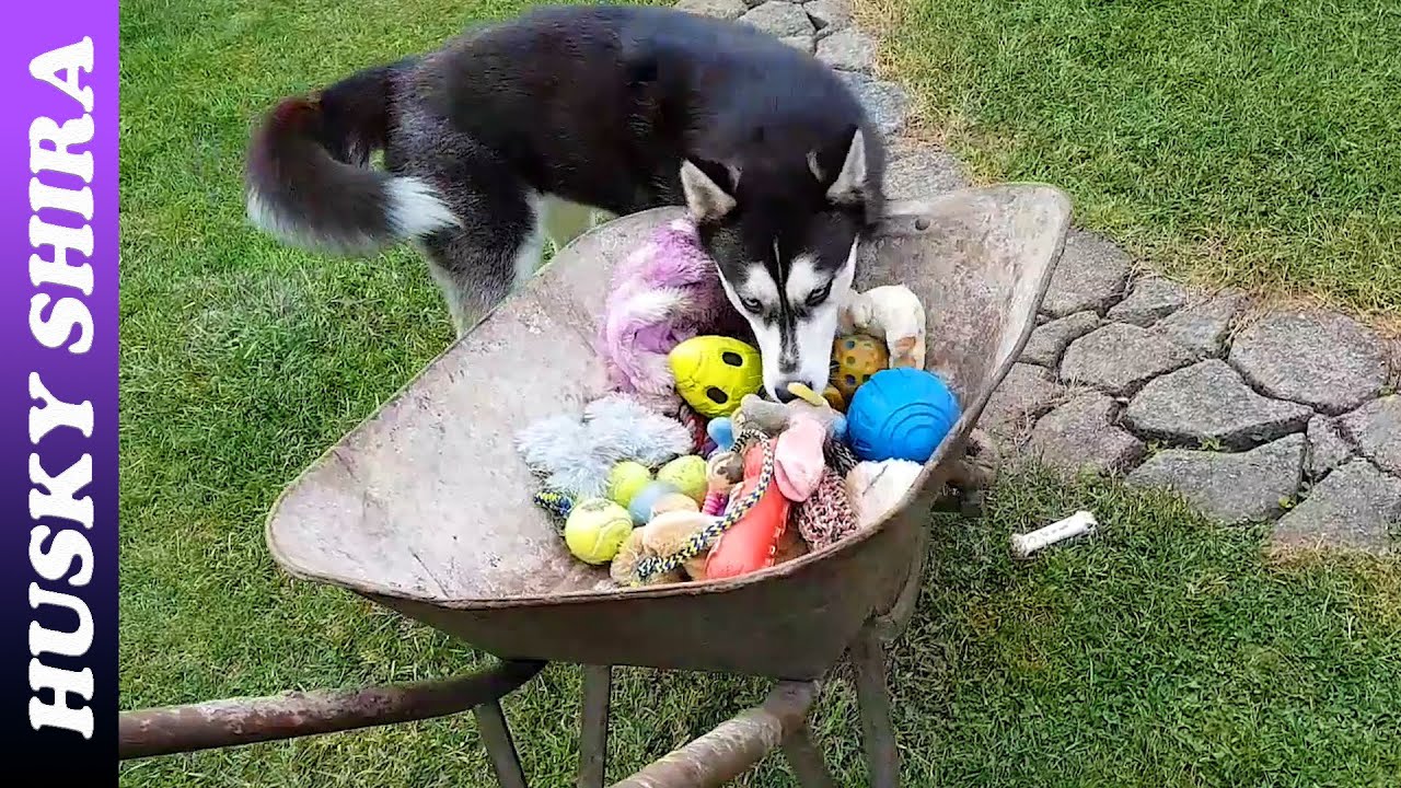 Husky Saving Her "Babies" From Evil Creature - YouTube