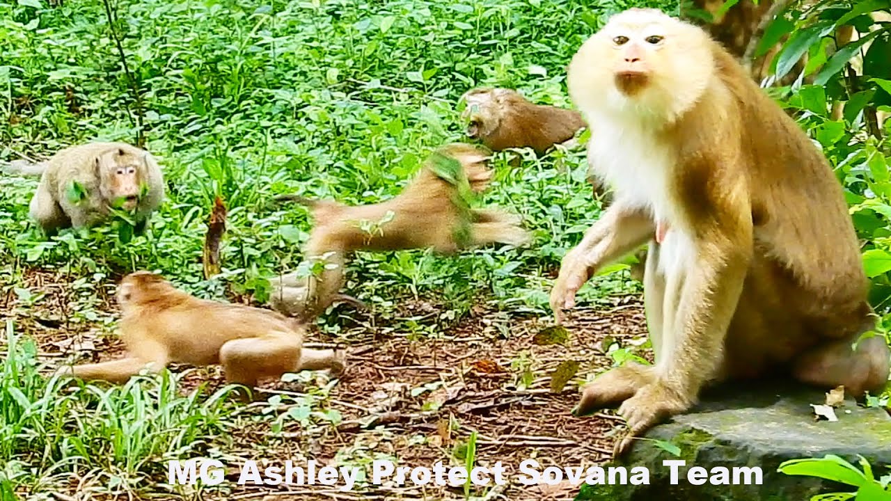 Grandma Ashley try her best to protect all orphan monkeys in Sovana Team to stop Sankra monkey ...