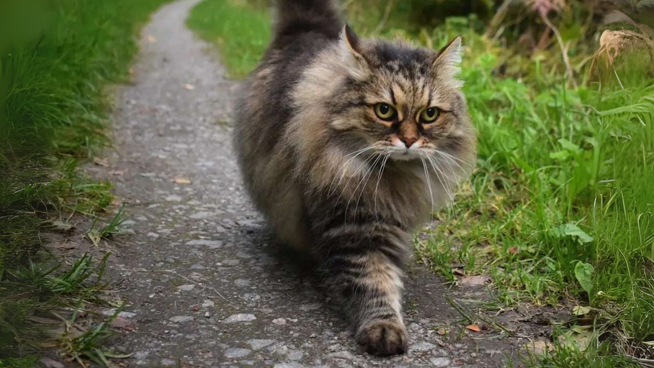 The Cat Who Runs Like the Wind Rakan - YouTube