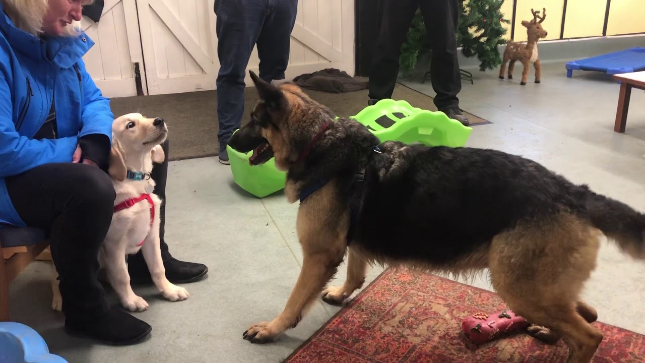 An example of active submission in dogs. - YouTube