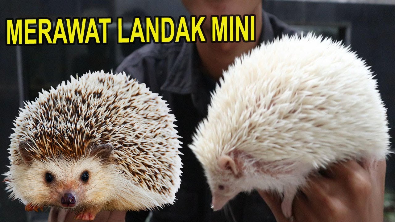 MERAWAT LANDAK MINI UNTUK PEMULA - YouTube